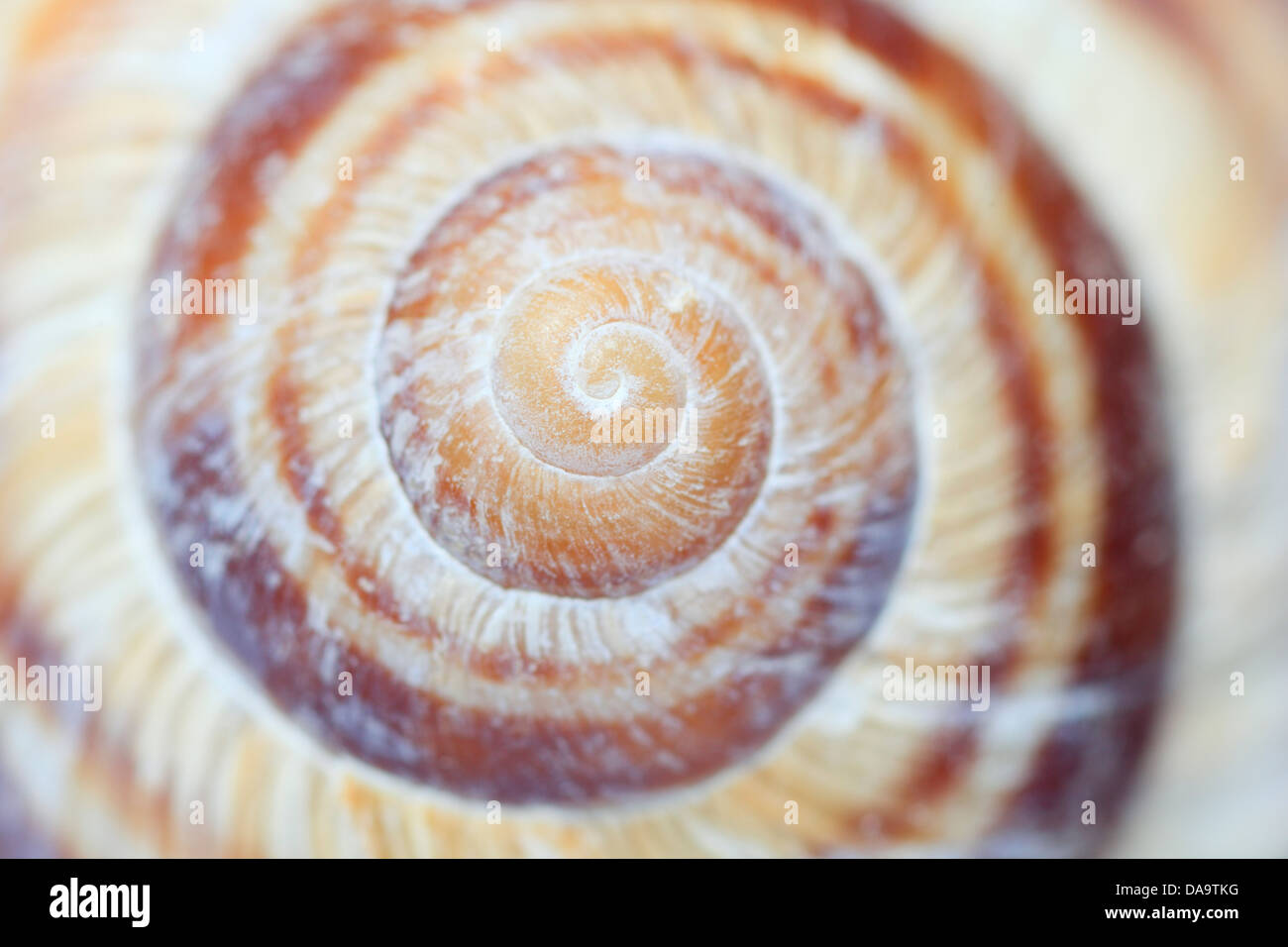 Detail, Helix pomatia, macro, pattern, structure, close-up, snail ...
