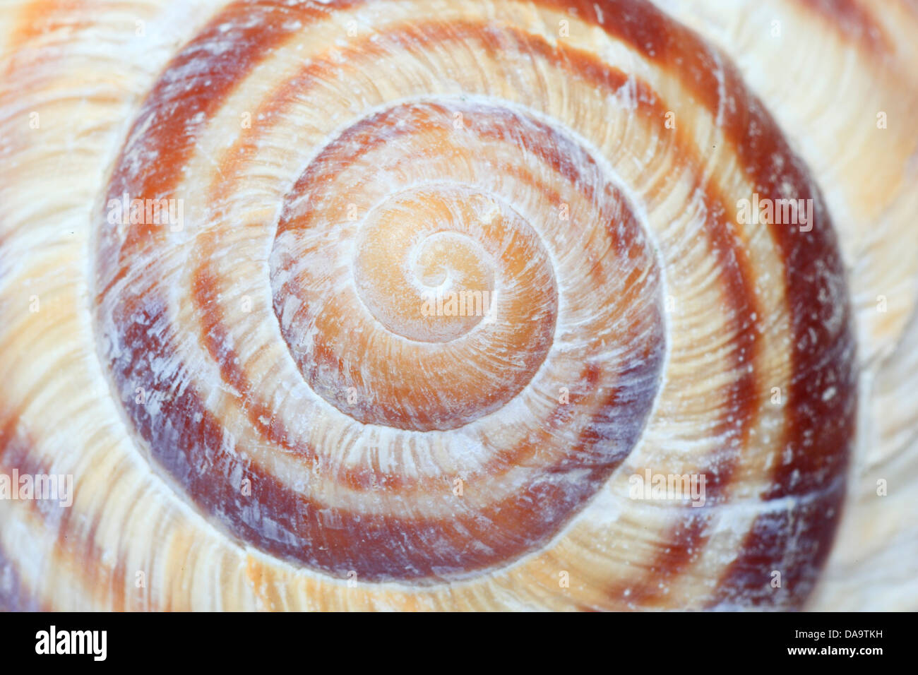 Structure of snail hi-res stock photography and images - Alamy