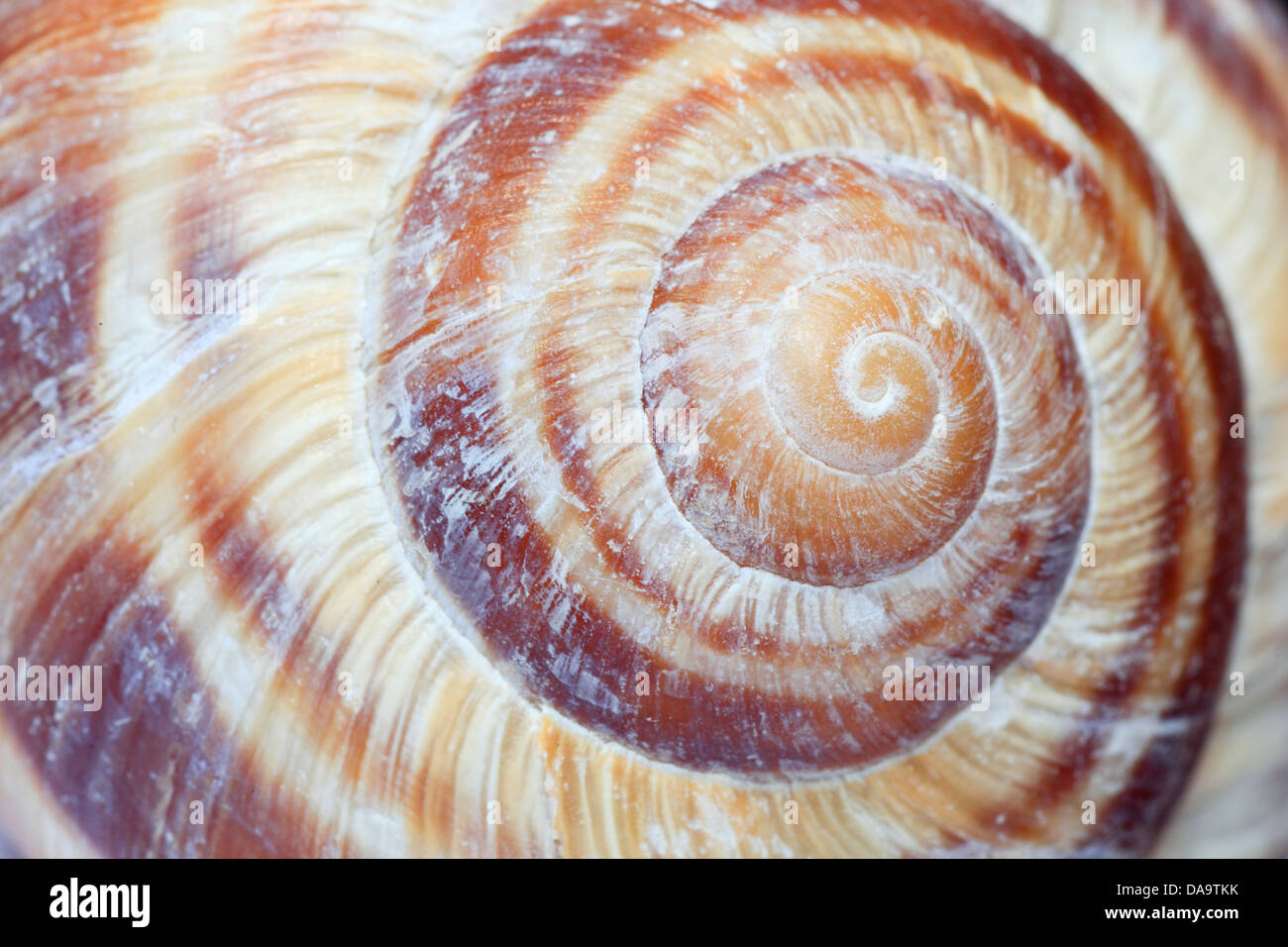 Pattern structure hi-res stock photography and images - Alamy