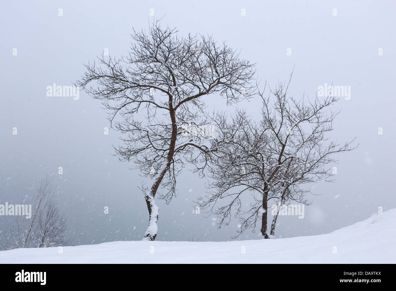 Two Trees With Snowfall High Resolution Stock Photography and Images ...