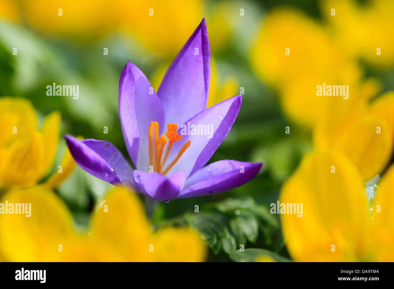 Complementary color hi-res stock photography and images - Alamy