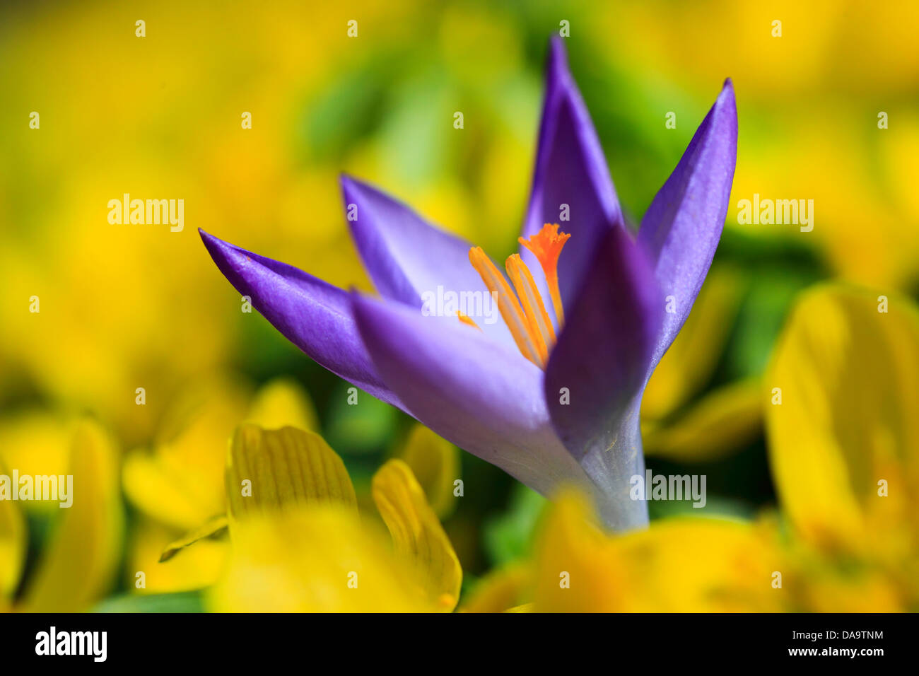 Complementary color hi-res stock photography and images - Alamy