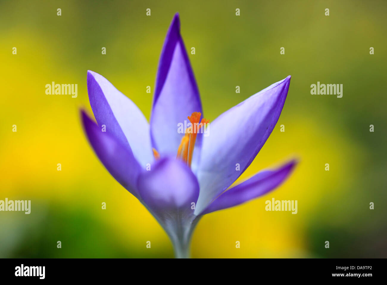 Complementary color hi-res stock photography and images - Alamy