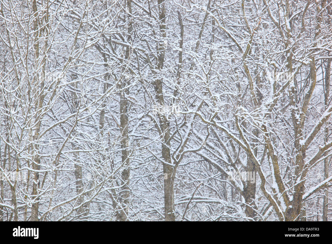 Detail, tree, trunk, trunks, trees, detail, pattern, structure, snow ...