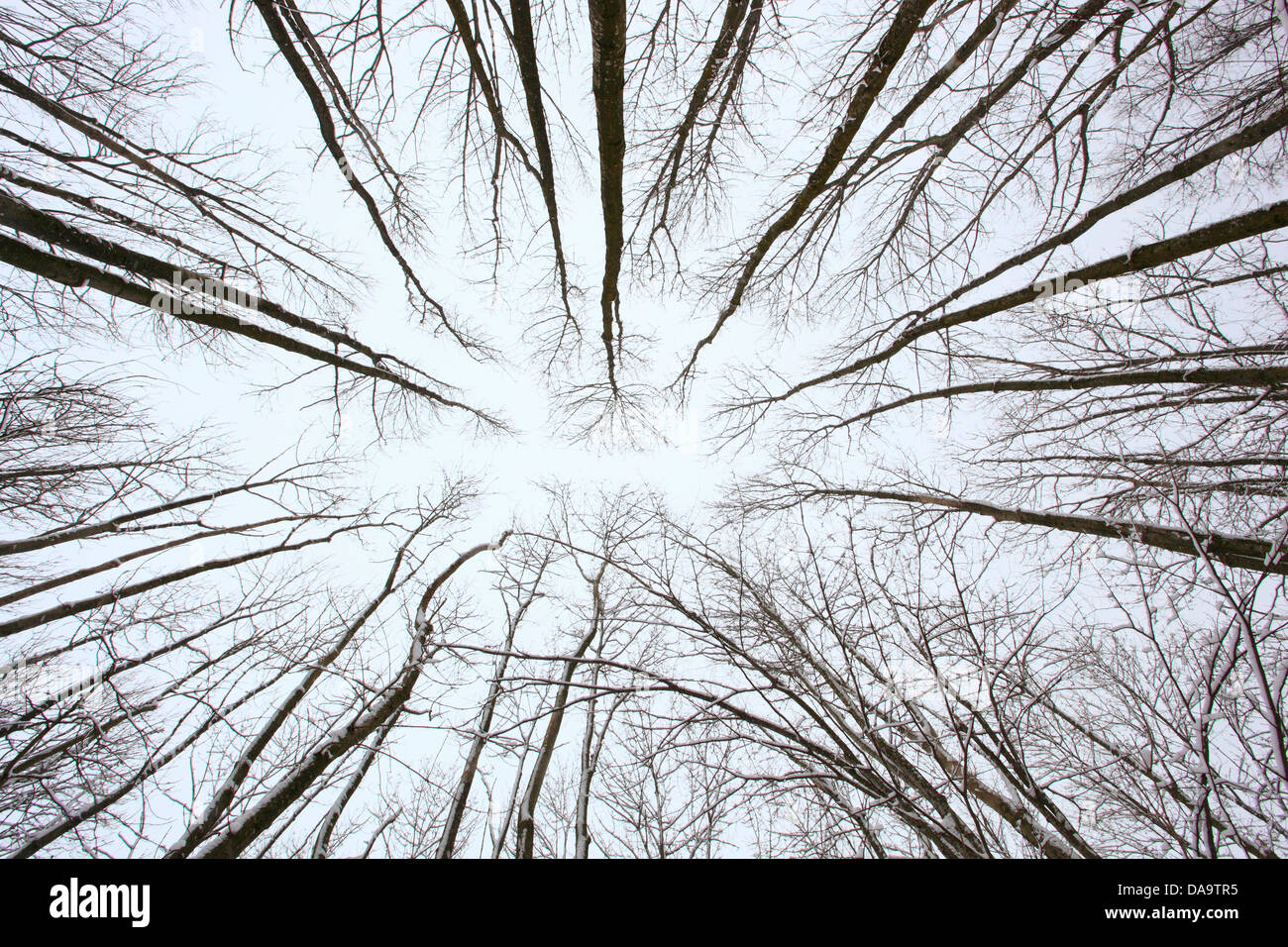 Detail, tree, trunk, trunks, trees, detail, frog perspective, pattern ...
