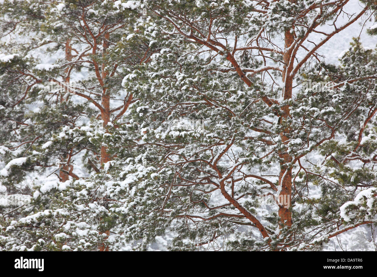 Tree trunk trunks hi-res stock photography and images - Alamy