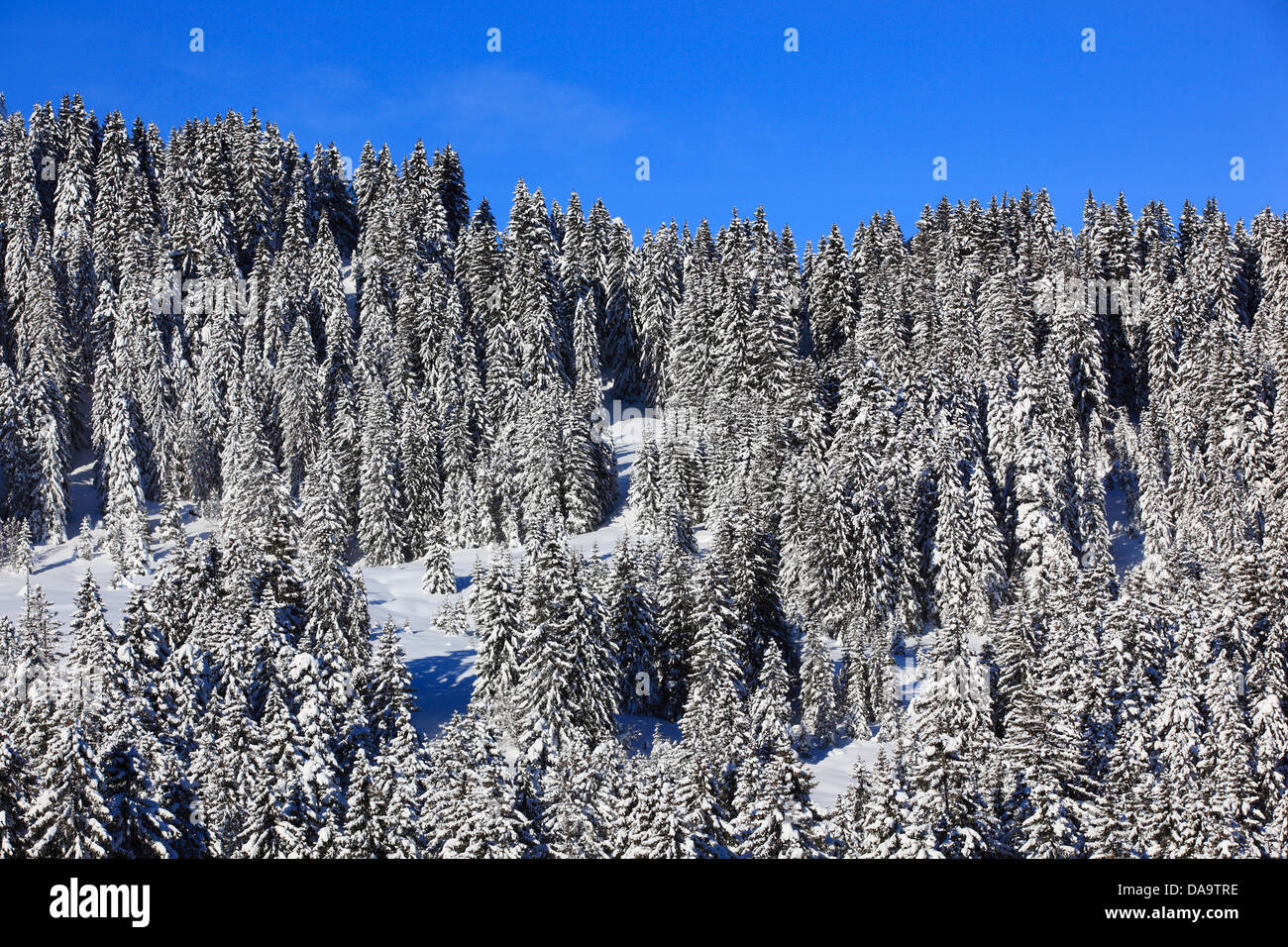 Alps, trees, sky, snow, Switzerland, Europe, sun, sunshine, fir, firs ...