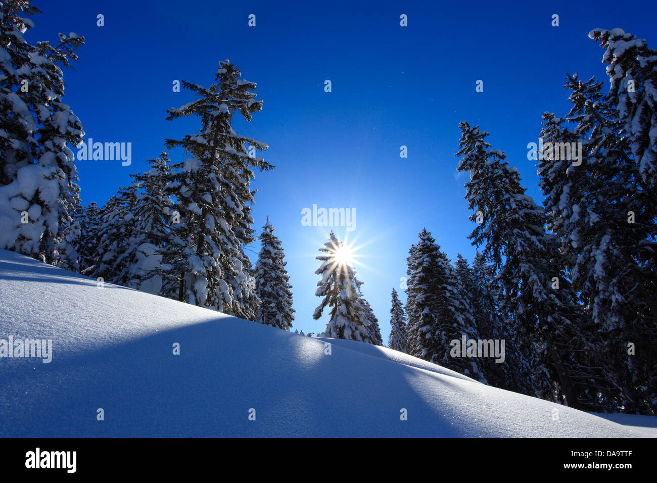 Tree, trees, spruce, spruces, back light, sky, cold, snow, Switzerland ...