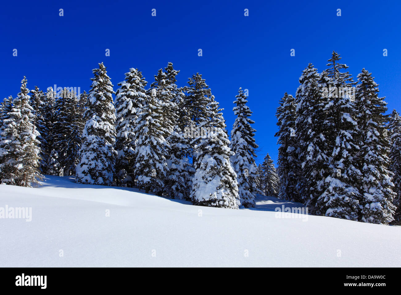 Alps, trees, spruce, spruces, sky, snow, Switzerland, Europe, sun ...