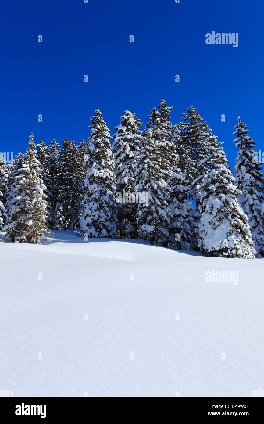 Alps, trees, spruce, spruces, sky, snow, Switzerland, Europe, sun ...