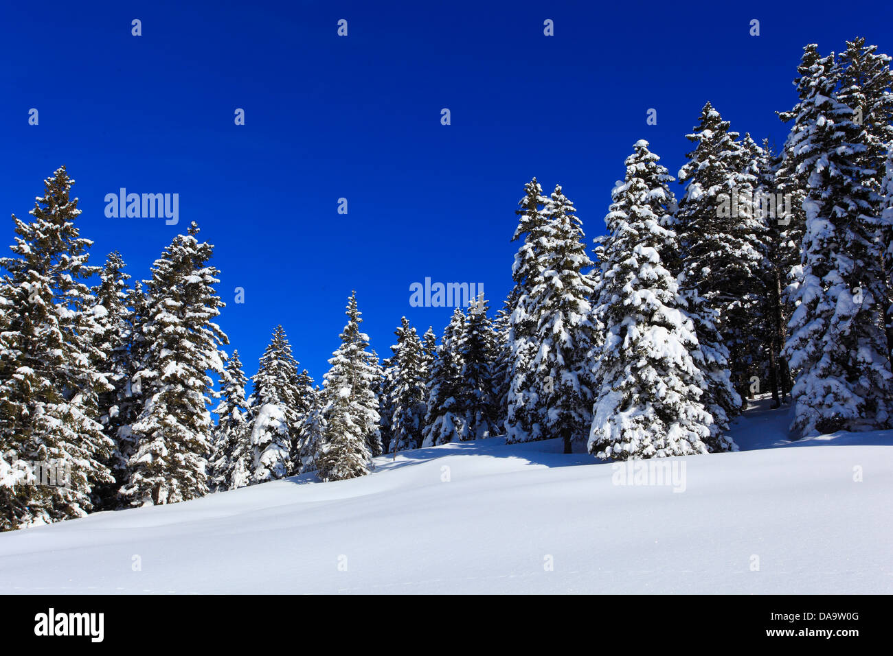 Alps, trees, spruce, spruces, sky, snow, Switzerland, Europe, sun ...