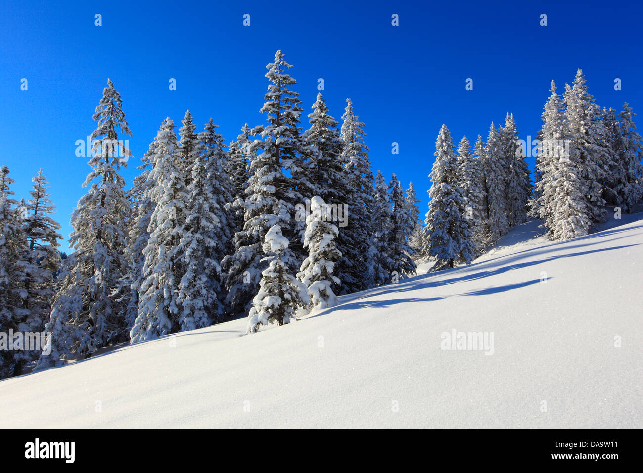 Alps, trees, spruce, spruces, sky, snow, Switzerland, Europe, sun ...