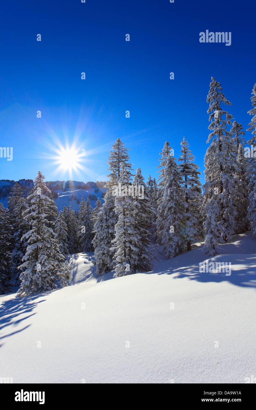 Tree, trees, spruce, spruces, back light, sky, cold, snow, Switzerland ...