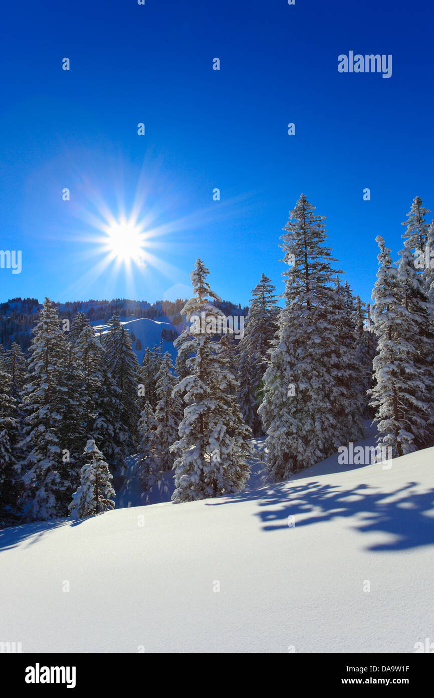 Tree, trees, spruce, spruces, back light, sky, cold, snow, Switzerland ...