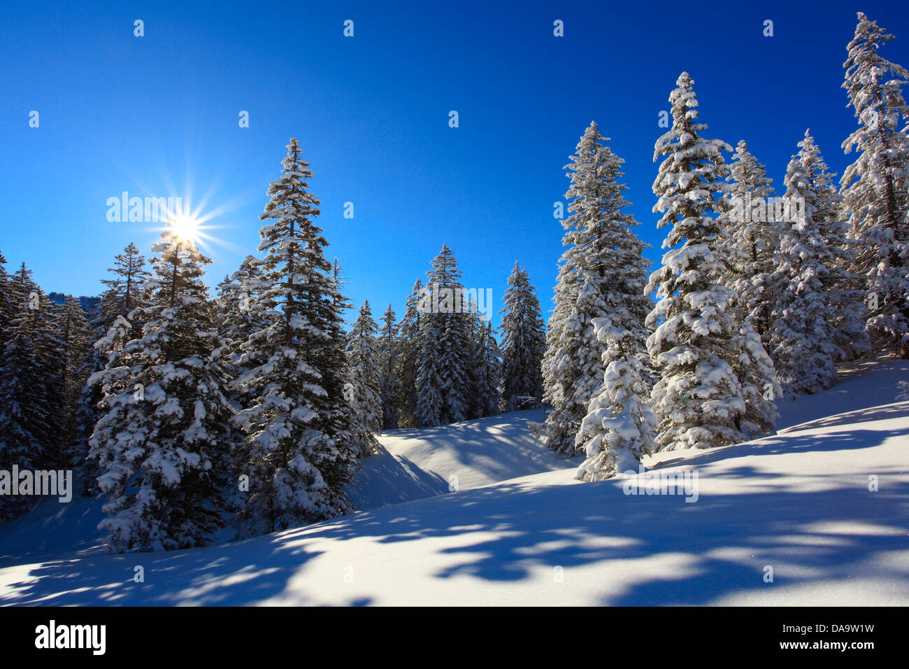 Tree, trees, spruce, spruces, back light, sky, cold, snow, Switzerland ...