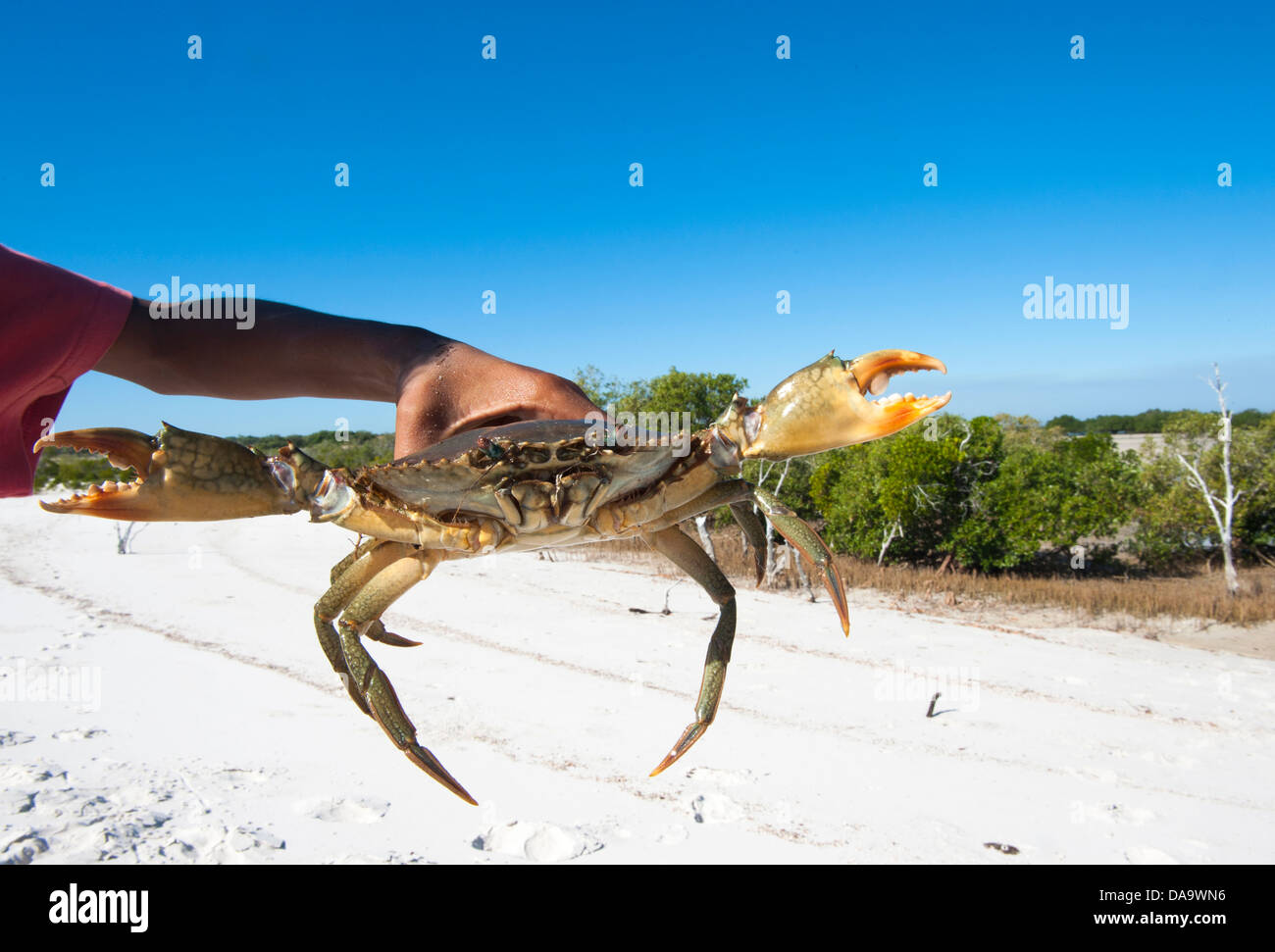 Mud crab mangrove crab hi-res stock photography and images - Alamy