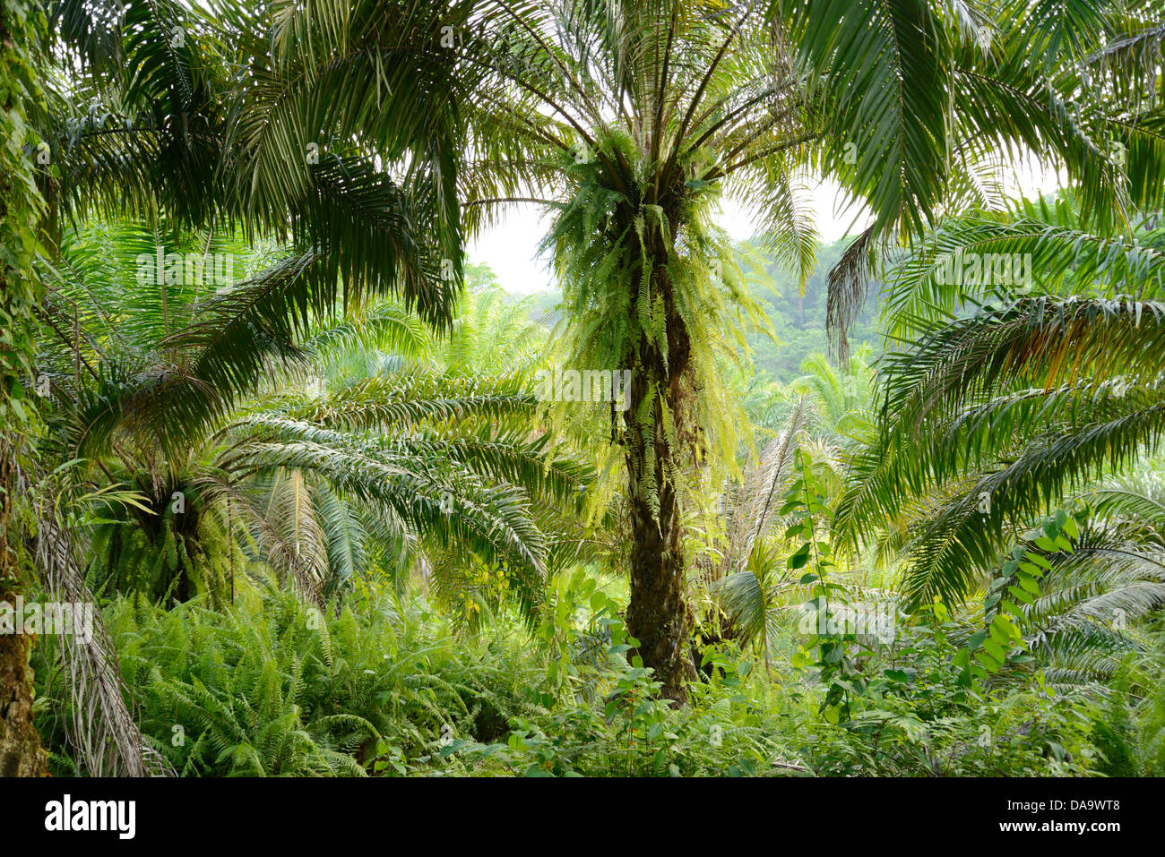 Palm tree costa rica hi-res stock photography and images - Alamy