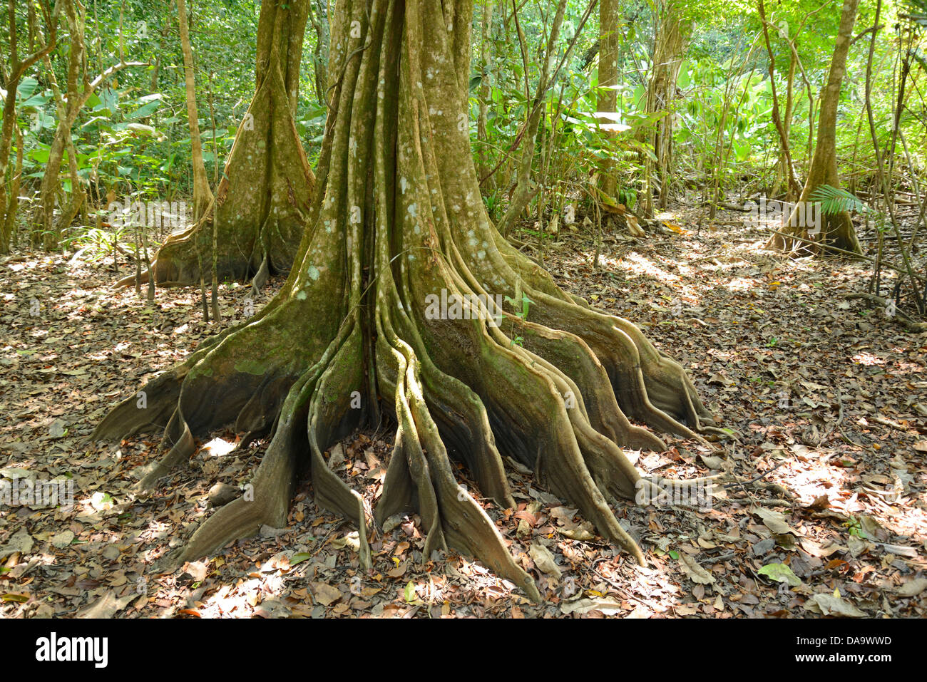 Central America, Costa Rica, Corcovado, National Park, Osa Peninsula ...