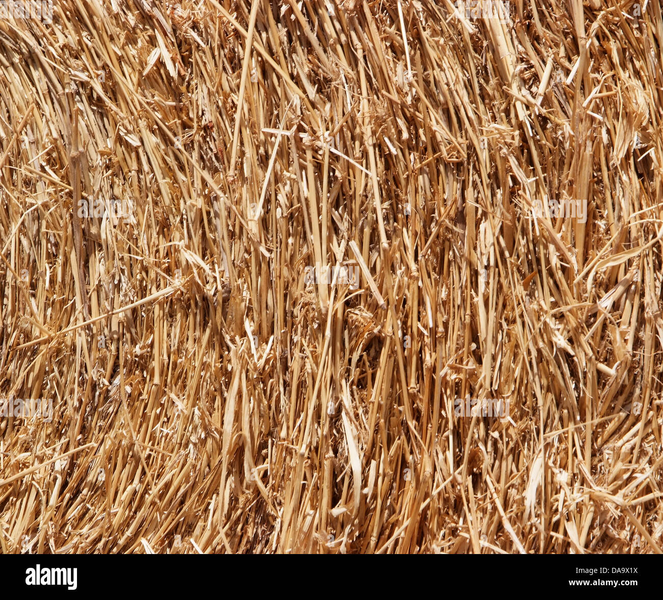 Close up of the golden straw bale in summer Stock Photo - Alamy