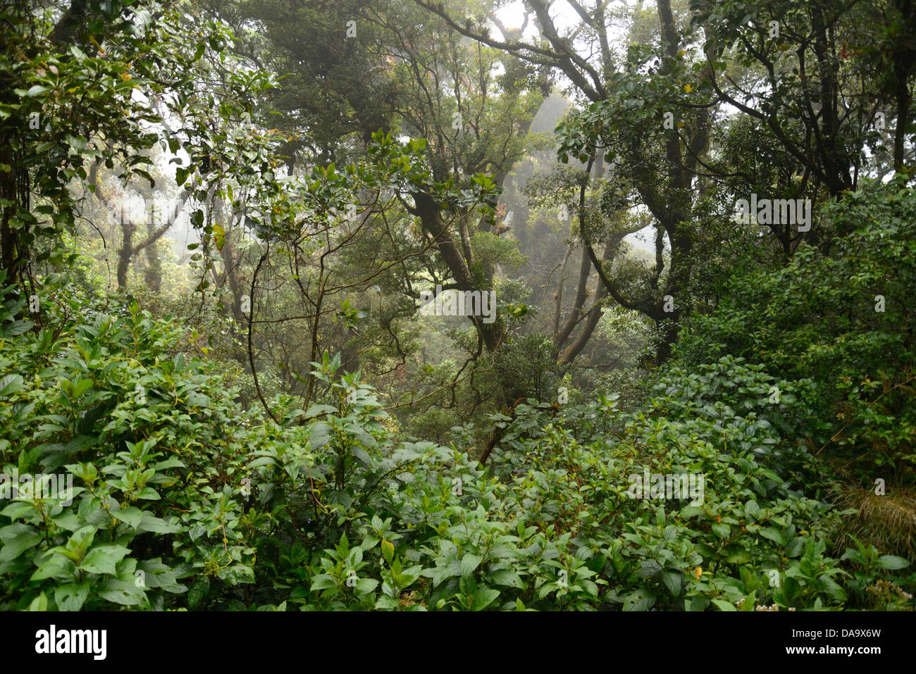 Central America, Costa Rica, Poas, volcanic, volcano, forest, cloud ...