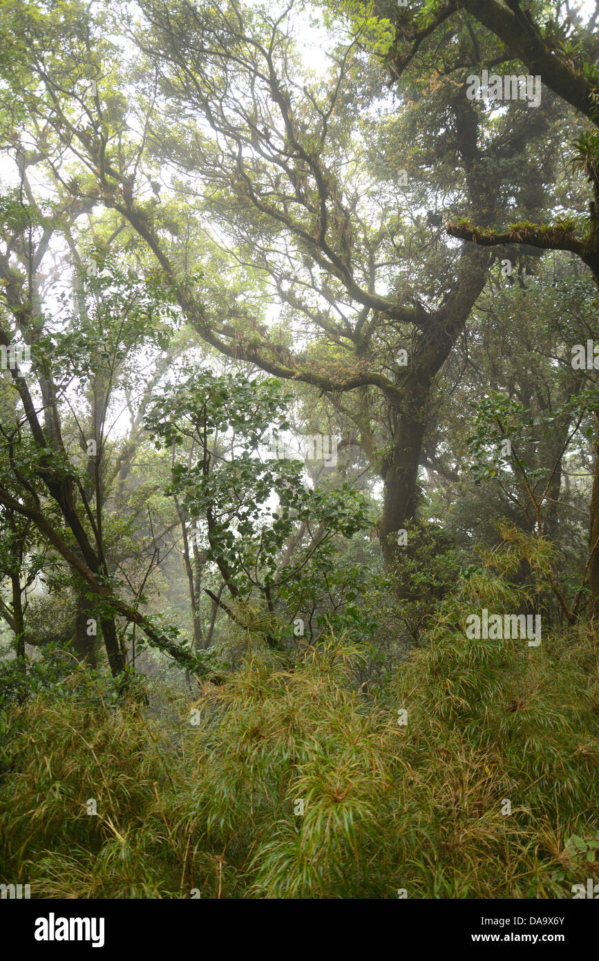 Central America, Costa Rica, Poas, volcanic, volcano, forest, cloud ...