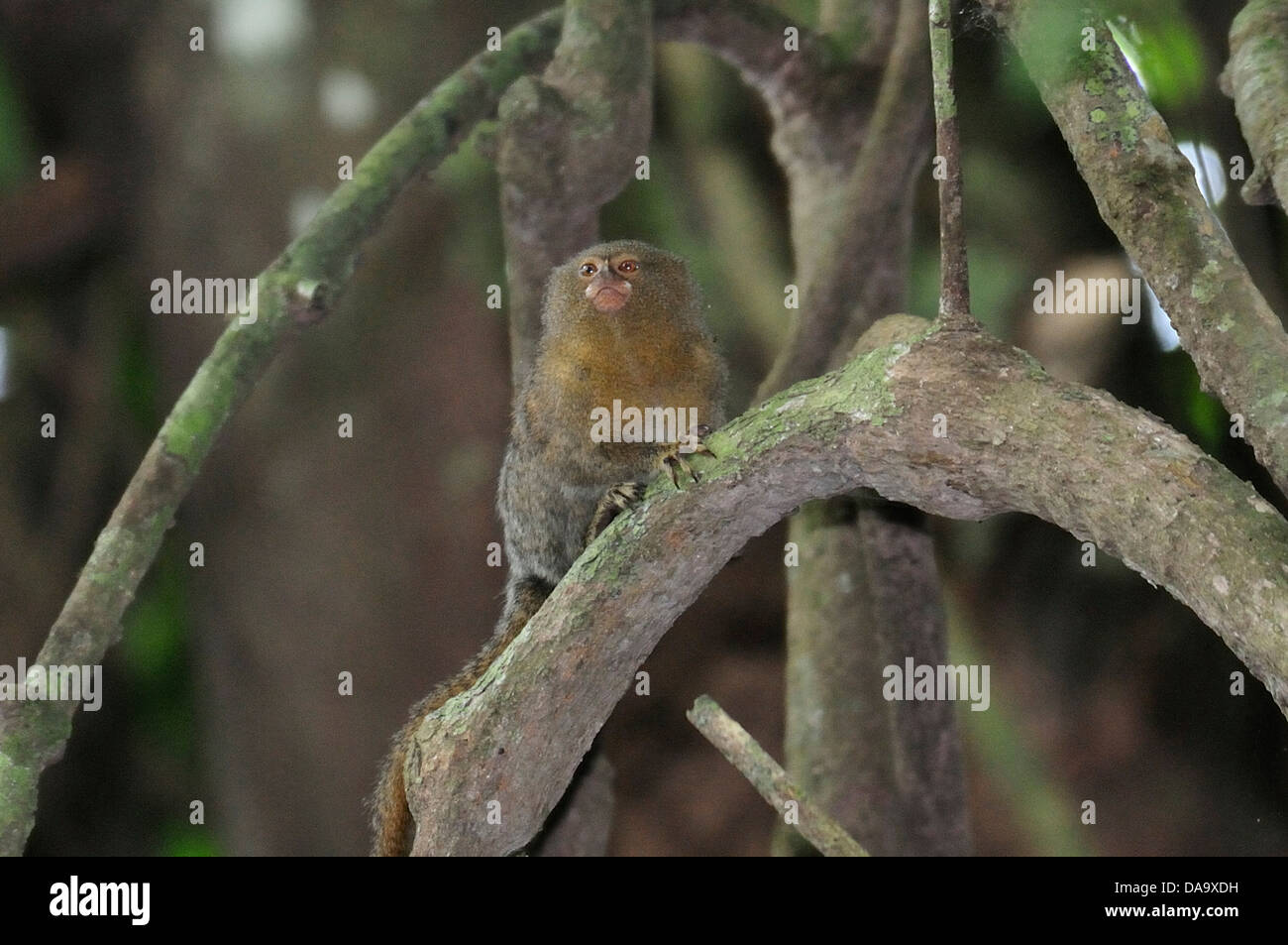 Amazon animal hi-res stock photography and images - Alamy