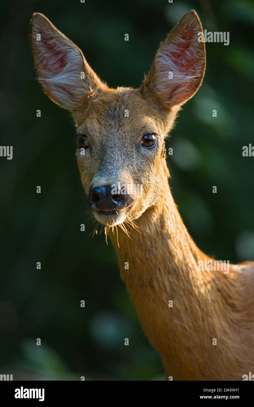 Close-up of a female roe deer (Capreolus capreolus) in woodland Stock ...