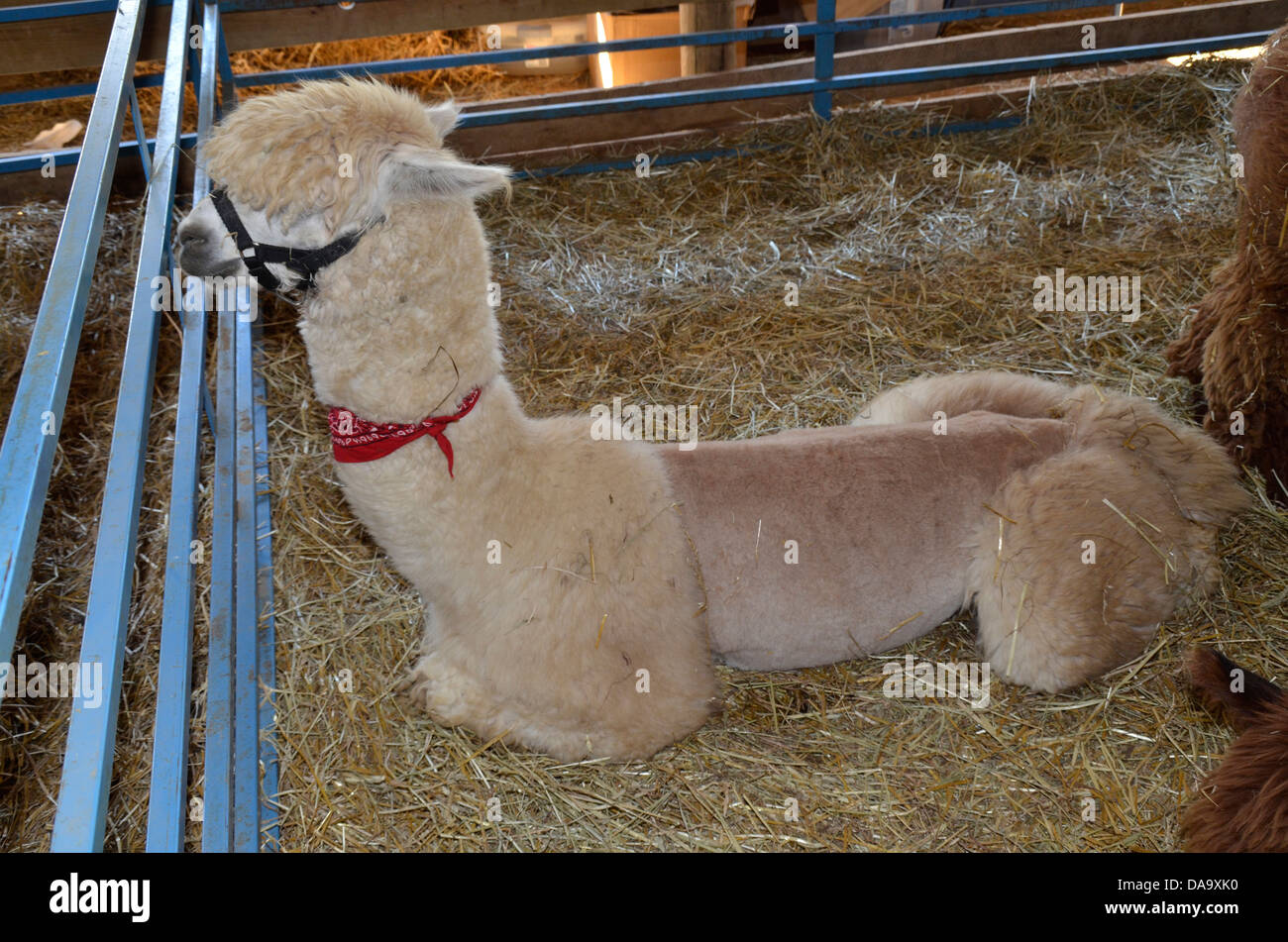 Llama resting hi-res stock photography and images - Alamy