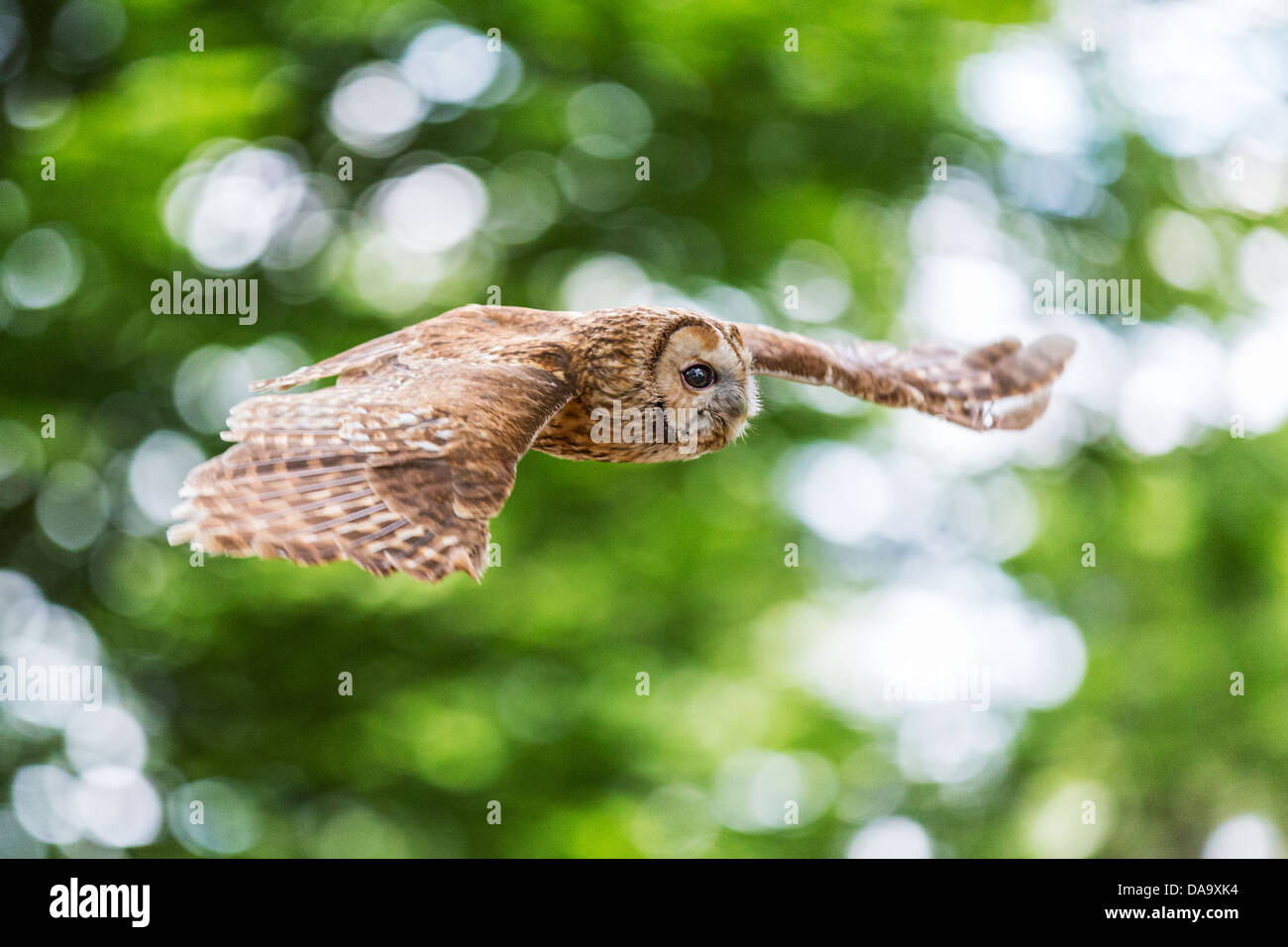 Tawny owl flying hi-res stock photography and images - Alamy