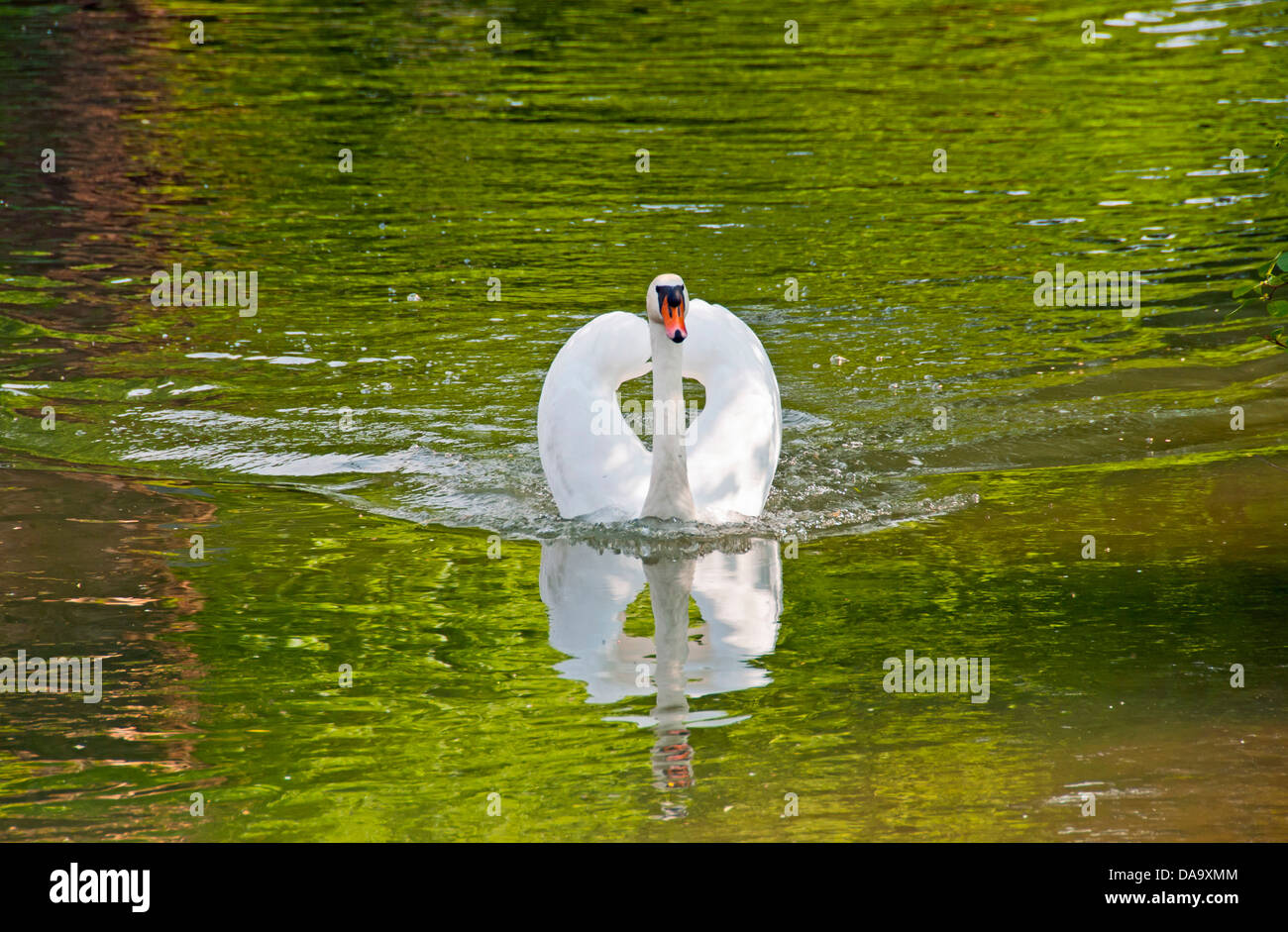 Cygnus olor, threatening posture, hump swan, male, swan, swim Stock ...