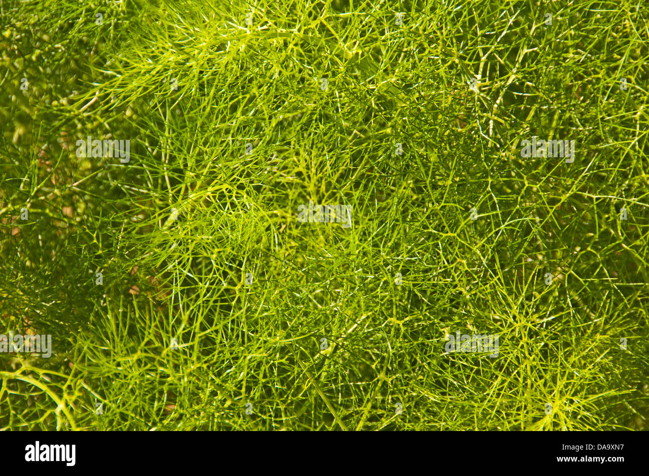 Fennel plant foeniculum vulgare hi-res stock photography and images - Alamy