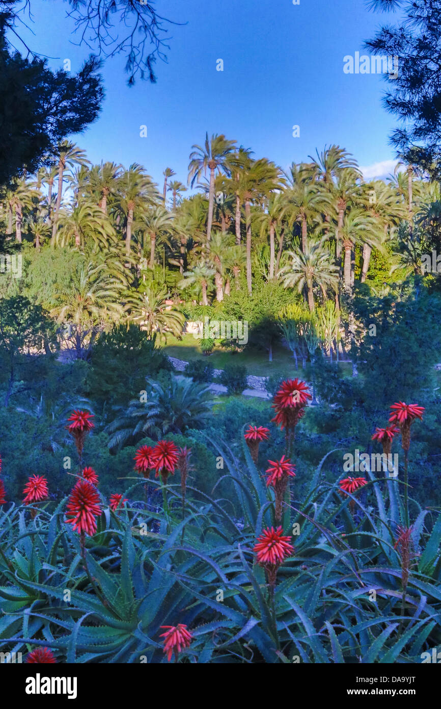 Valencia palm trees hi-res stock photography and images - Alamy