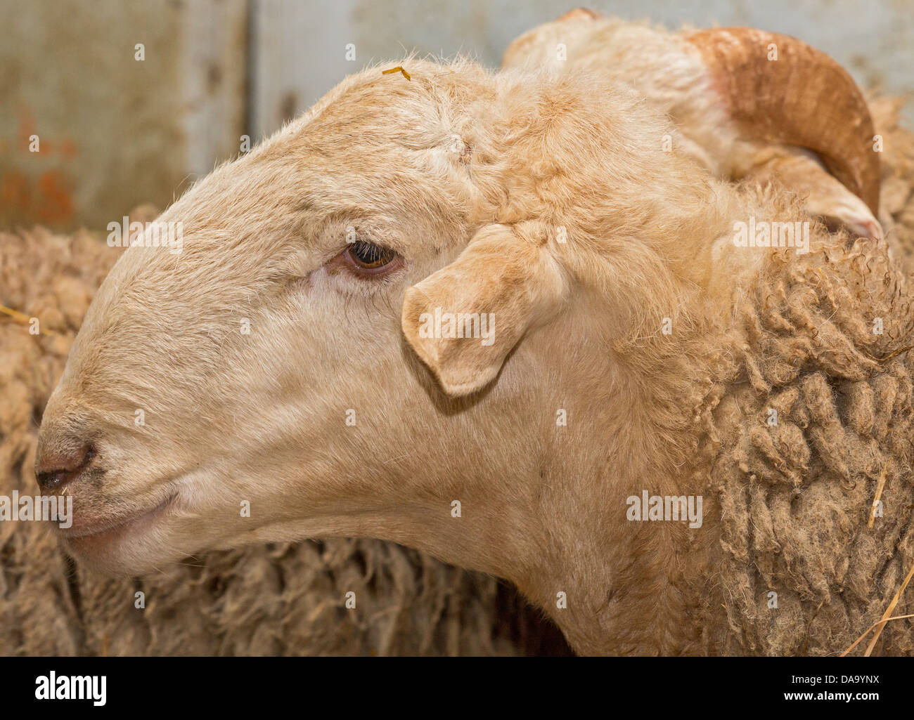 Ram Head Stock Photos & Ram Head Stock Images - Alamy