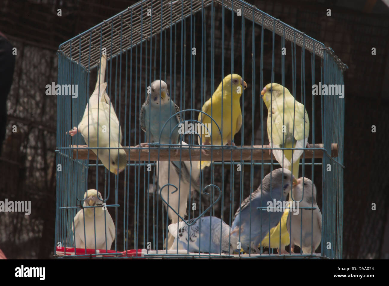 Shu-Caged birds,Opaline Cinnamon Sky blue spangle, Circular crest ...