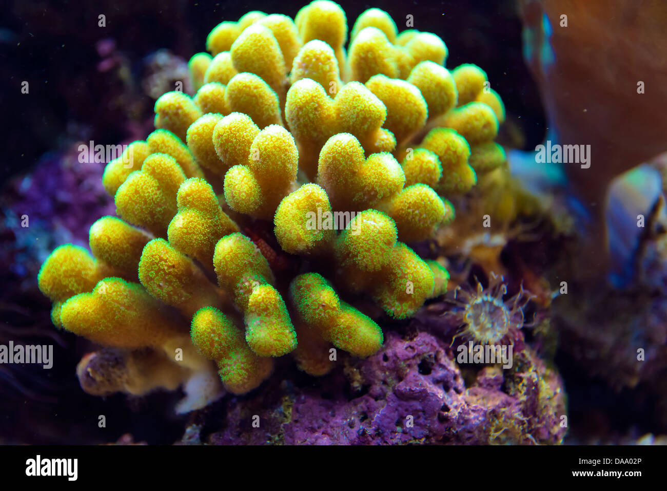 Pocillopora stony coral (sps) hi-res stock photography and images - Alamy