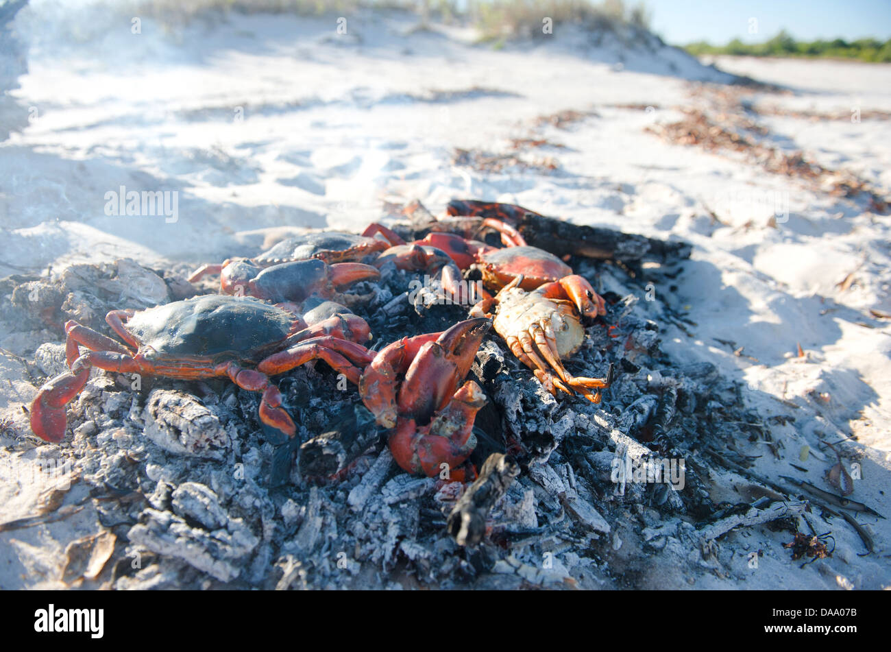 Mud crabs roasting on a camp fire in the dunes of One Arm Point, Cape ...