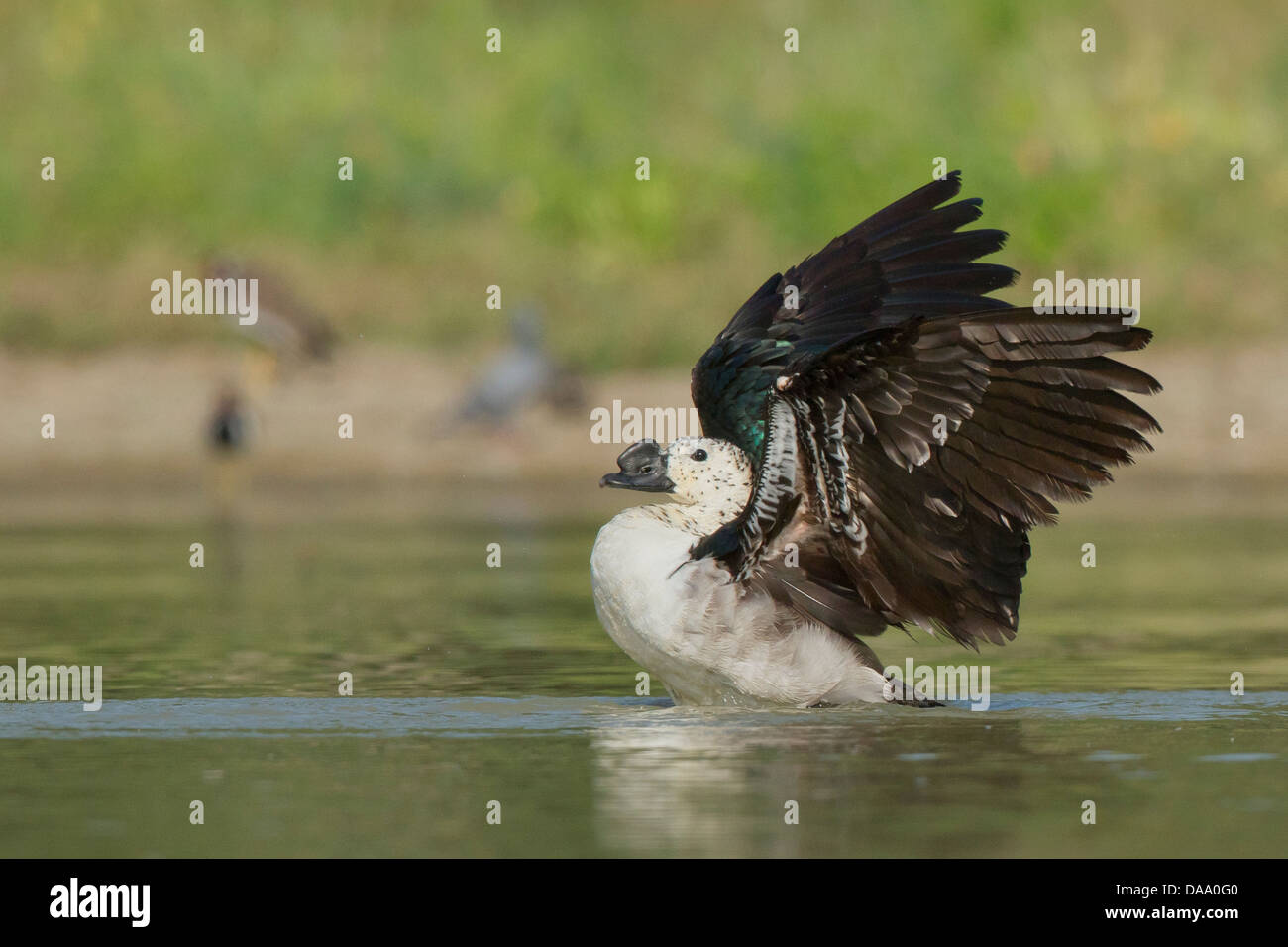 Knob-billed Duck (Sarkidiornis melanotos) or Comb Duck bathing Stock ...