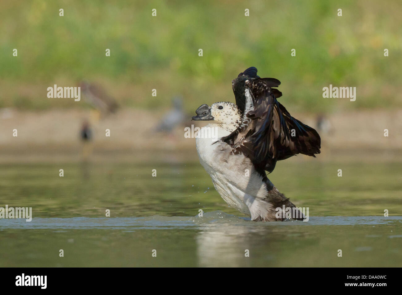 Knob-billed Duck (Sarkidiornis melanotos) or Comb Duck bathing Stock ...