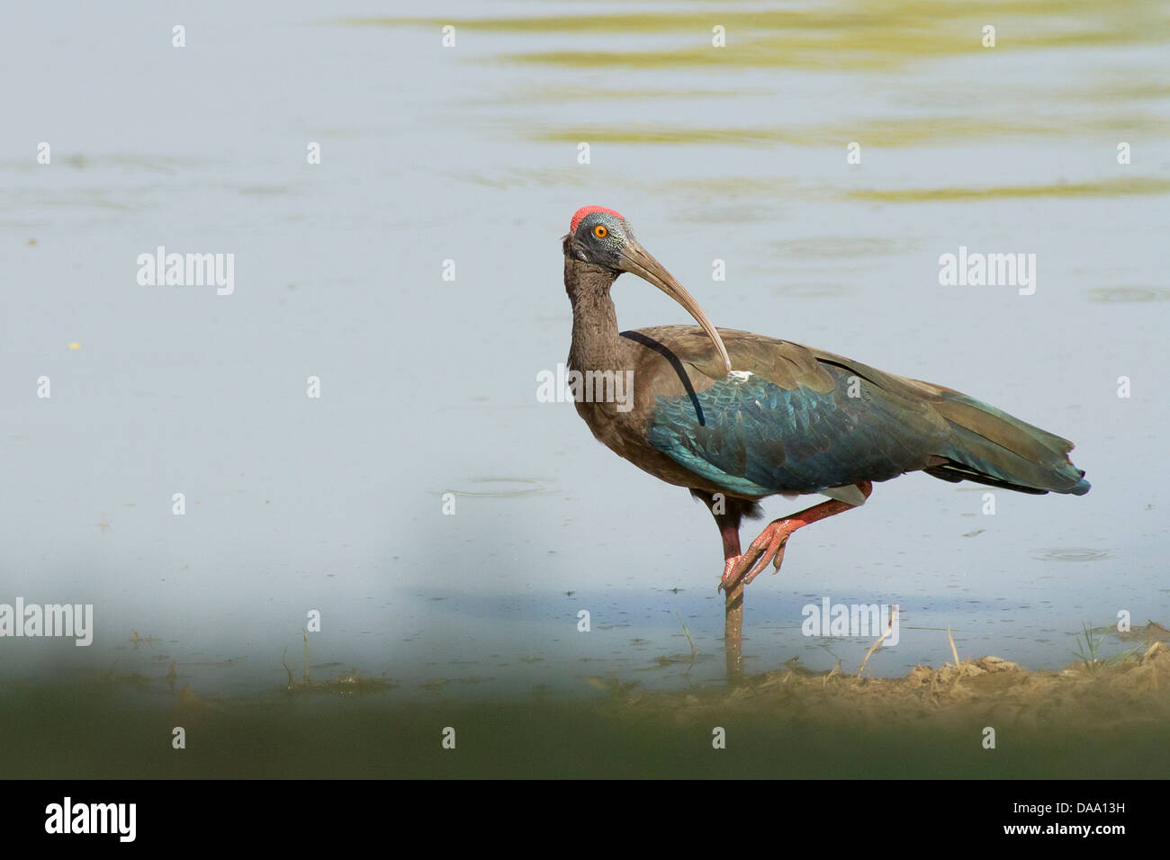 Red-naped Ibis (Pseudibis papillosa) also known as the Indian Black ...