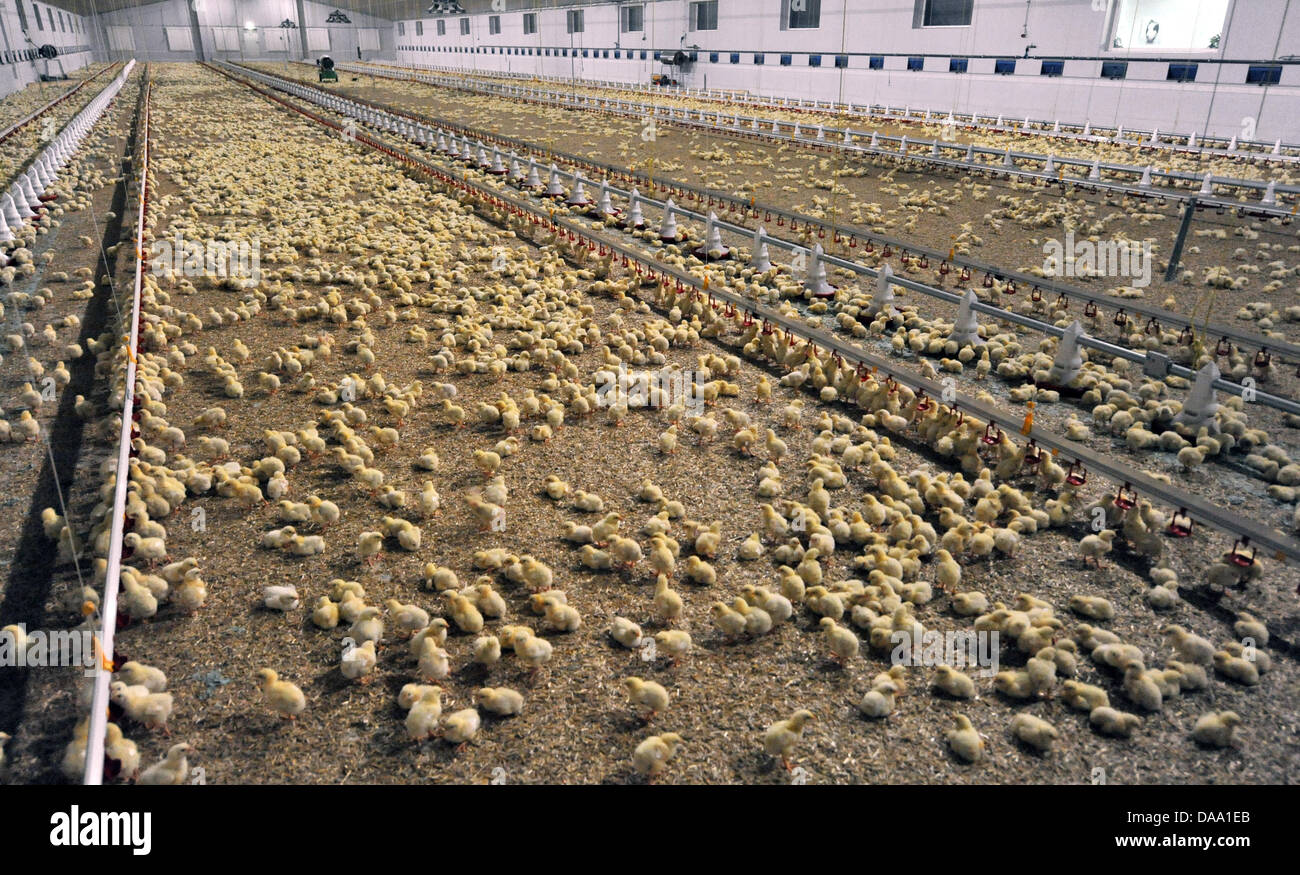 A chicken breeding barn is crowded with thousands of chicks, only a few ...