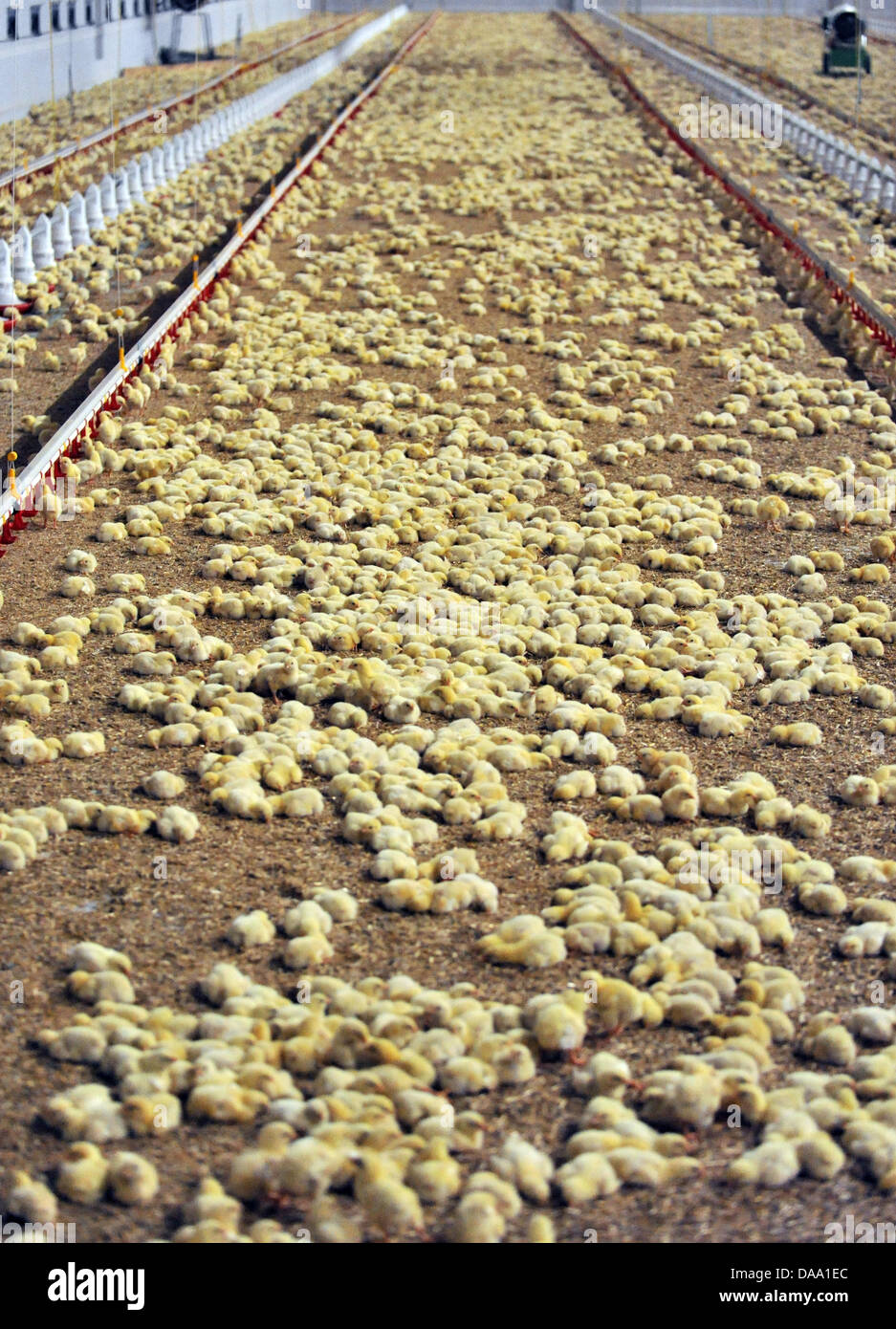A chicken breeding barn is crowded with thousands of chicks, only a few ...