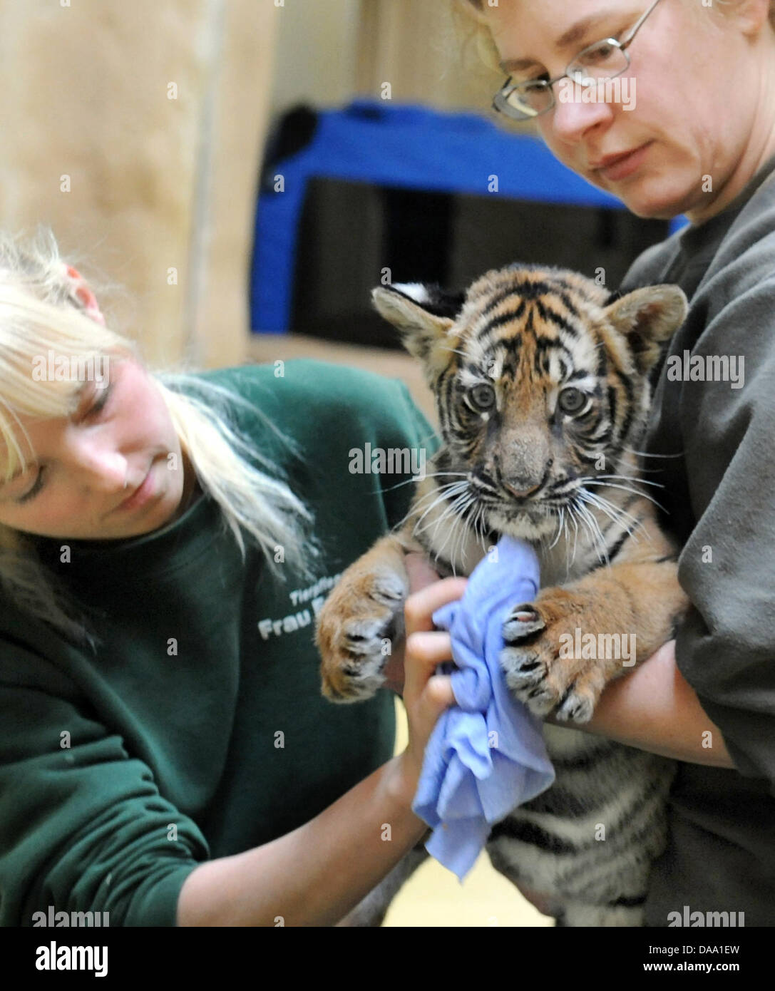 Eleven-week-old tiger cub Ranga is washed by zookeepers Anja Eschke (L ...
