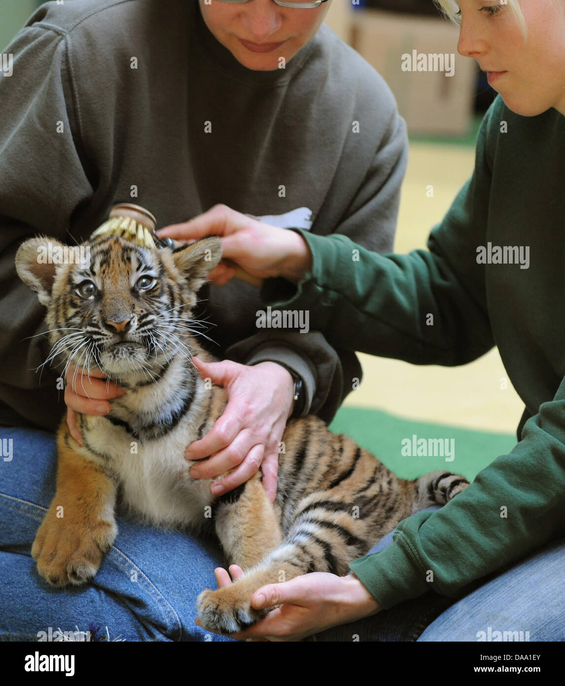Eleven-week-old tiger cub Ranga is treated with a 30-minute long ...