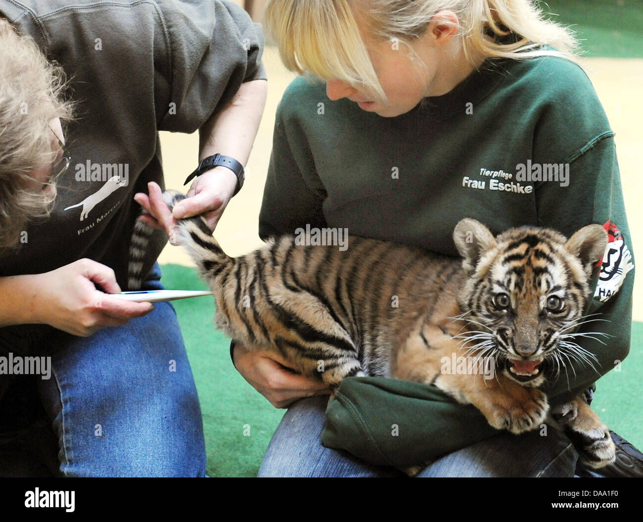 Zookeepers Anja Eschke (R) and Marion Marcus take the temperature of ...
