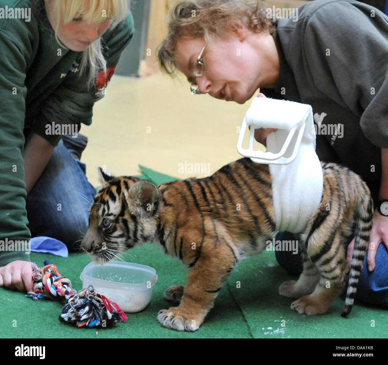 Eleven-week-old tiger cub Ranga is fed by zookeepers Anja Eschke (L ...
