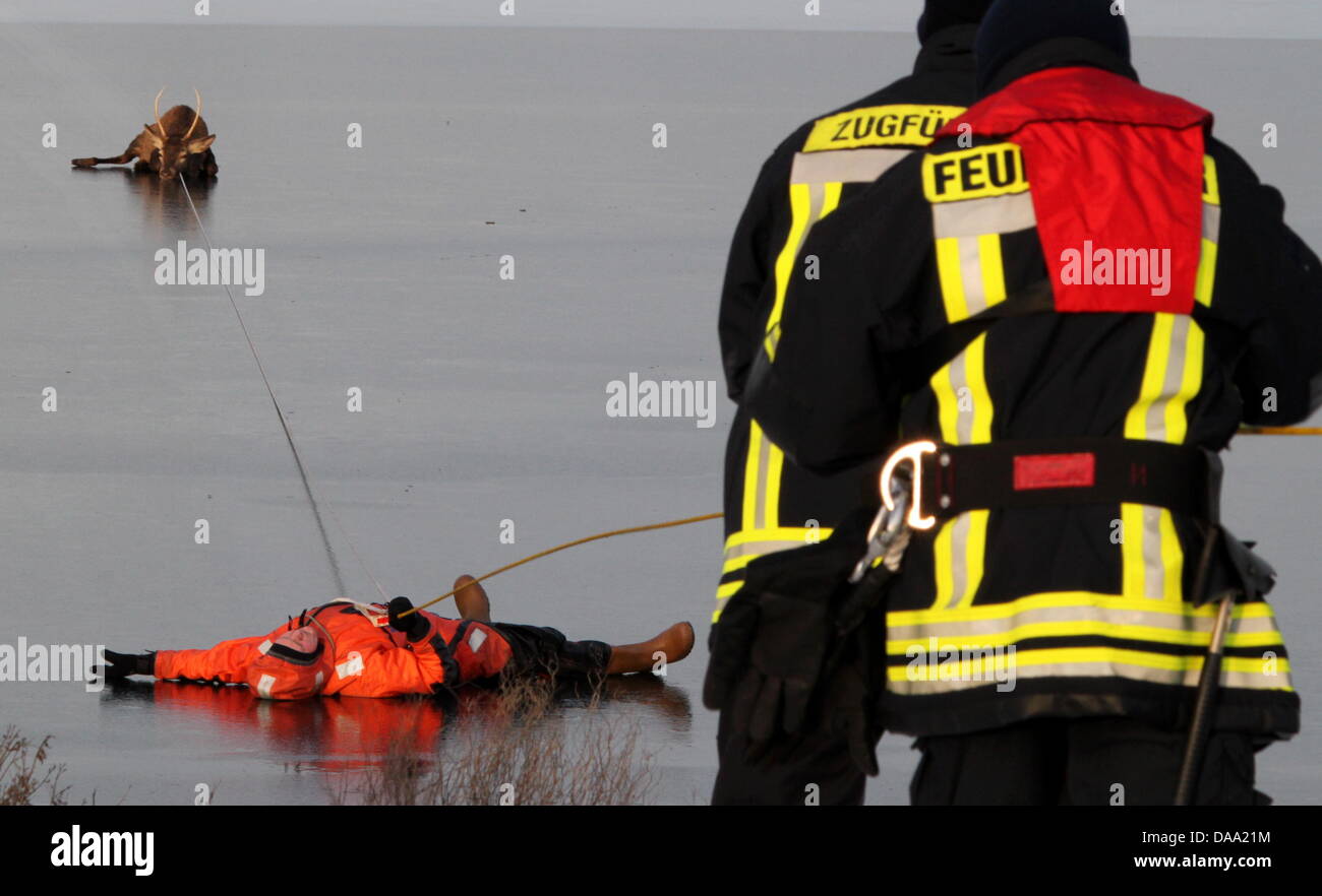 Fireman catch a stag and pull it and their colleague on land with a ...