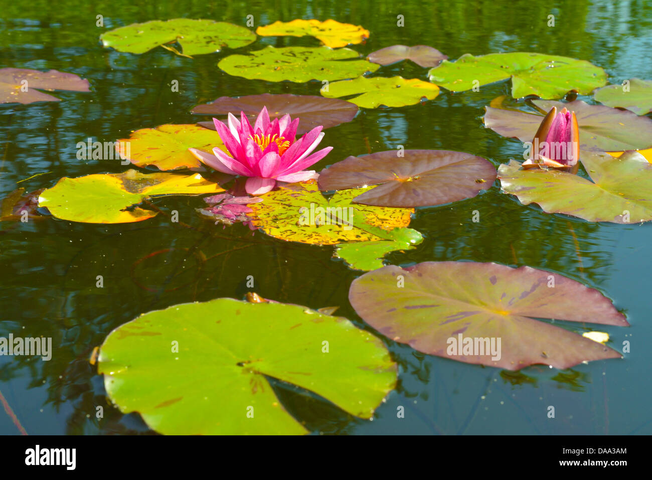 Lake of lilies hi-res stock photography and images - Alamy