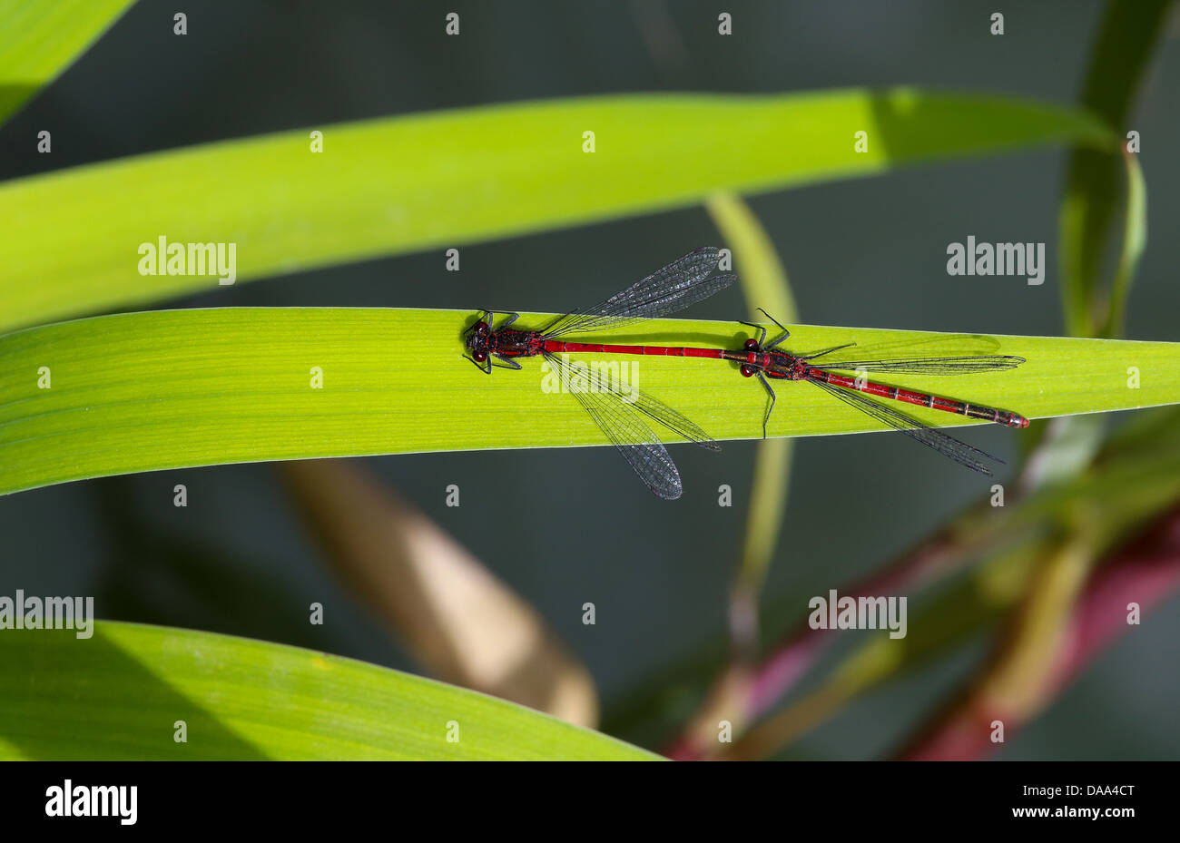 Large Red Damselfly (Red and black dragonfly) - Tandem pair with male ...