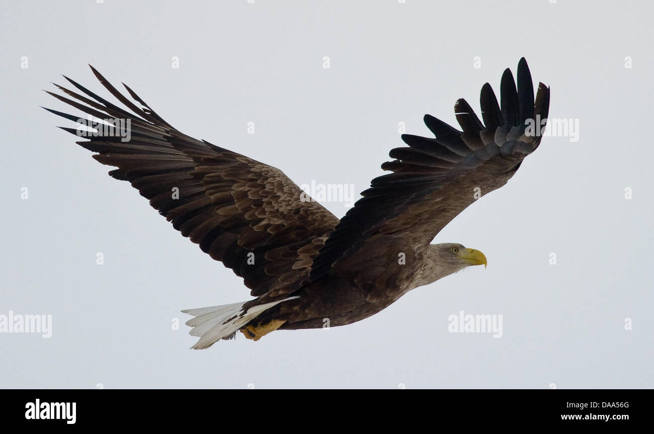 A white tailed sea eagle (Haliaeetus albicilla)flies over the boarder river Oder between Germany ...