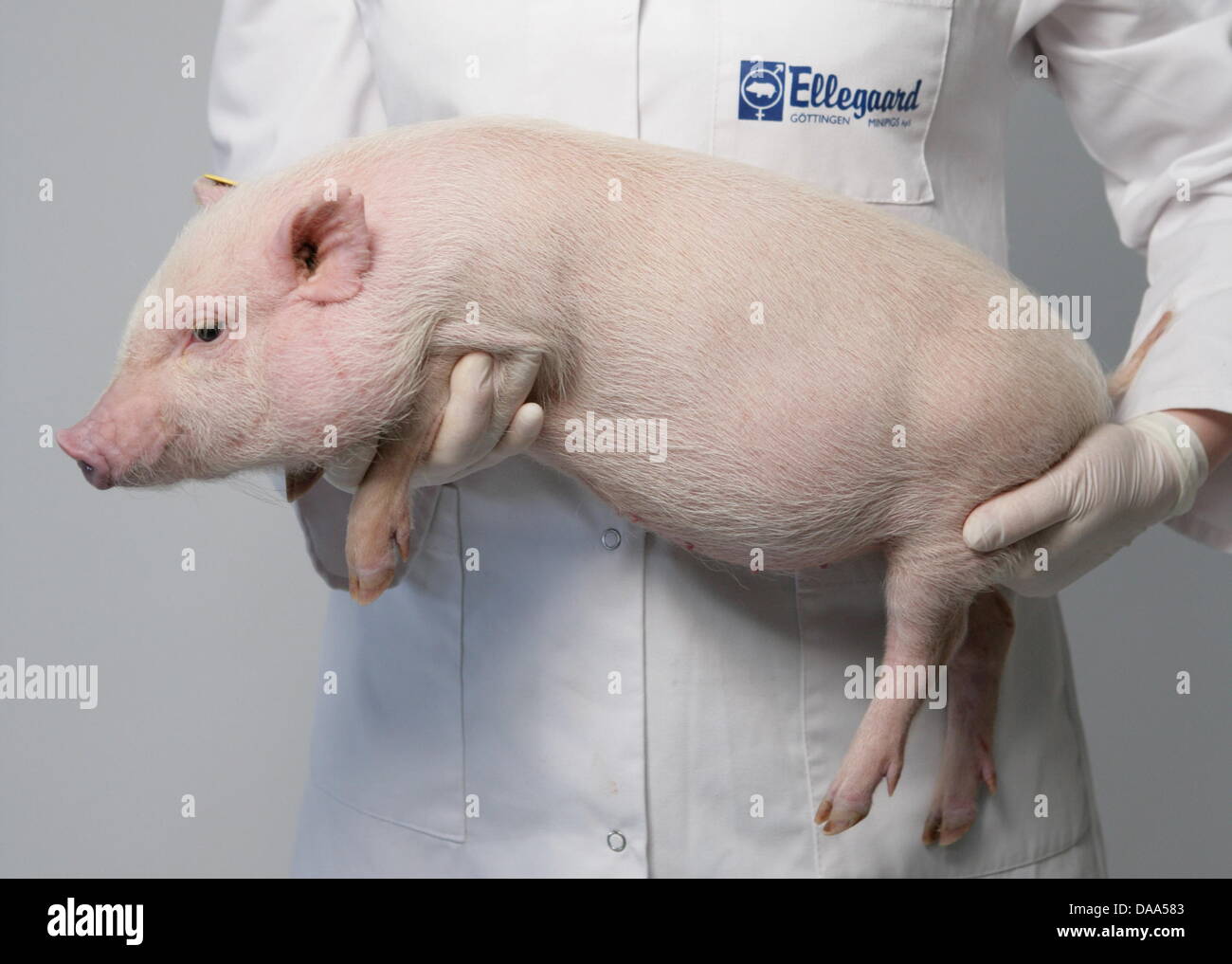An undated handout-picture shows a medical scientist who holds a ...
